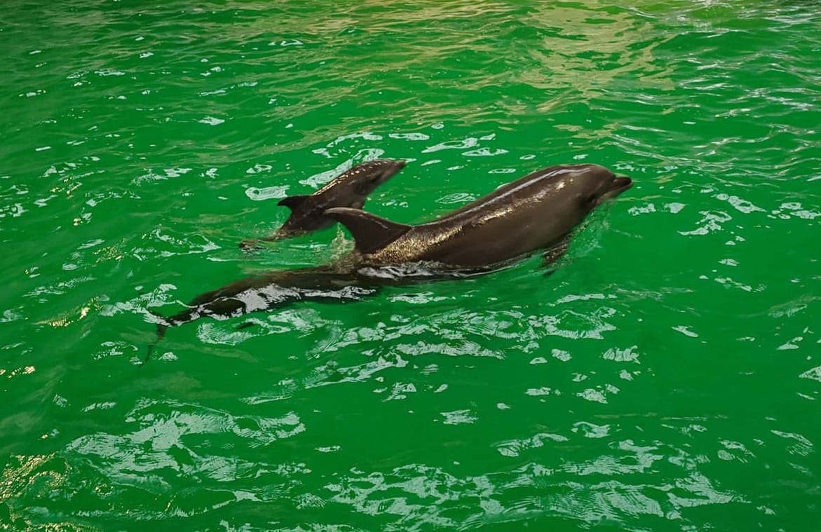 Baby, primul pui de delfin născut la Delfinariul din Constanța